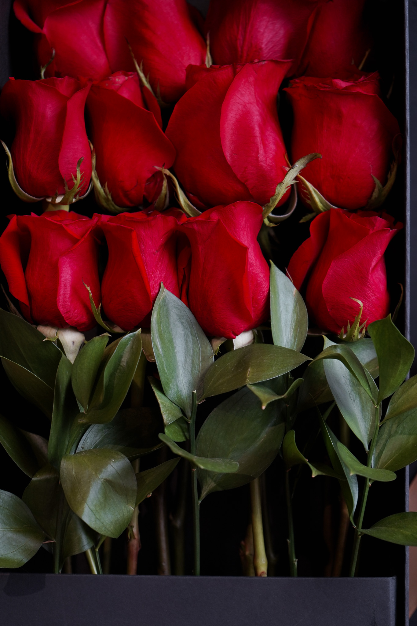 Caja 12 Rosas Rojas (Tallo Largo) – Florería Pascal Temuco